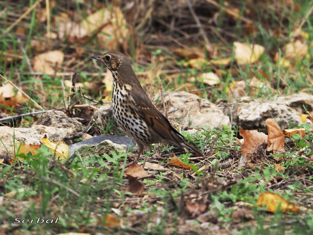 Turdus philomelos (Zorzal Común) - Naturaleza Para Todos