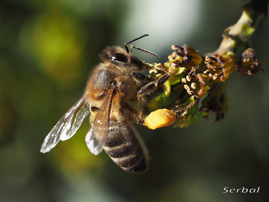 Apis mellifera (Abeja de la miel) - Naturaleza Para Todos