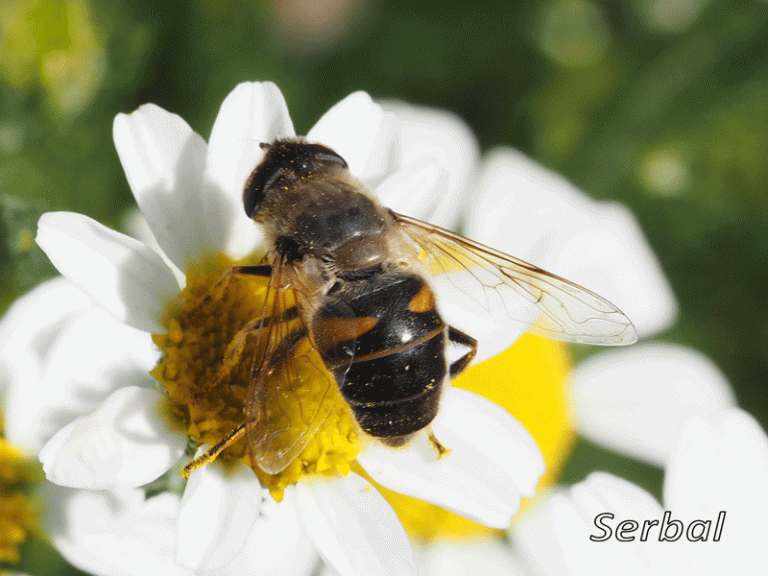 Mosca Zángano archivos - Naturaleza Para Todos