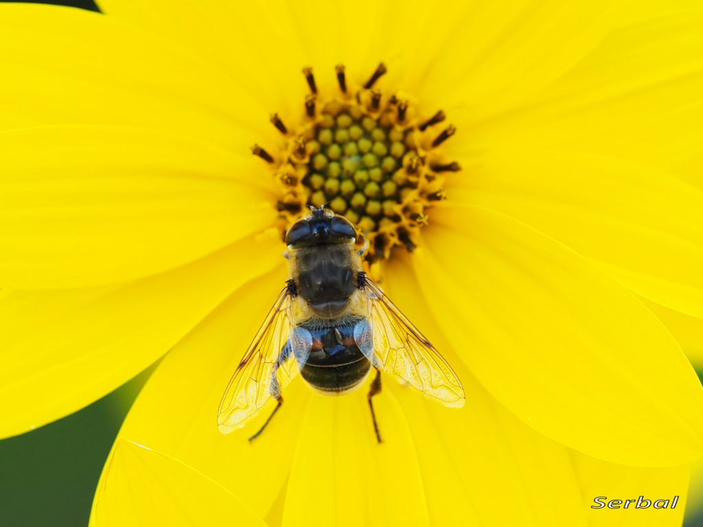 Eristalis tenax (Mosca Zángano) - Naturaleza Para Todos
