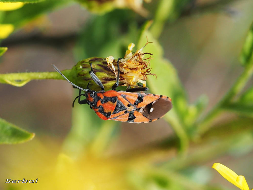 Spilostethus pandurus (Chinche de campo común) - Naturaleza Para Todos