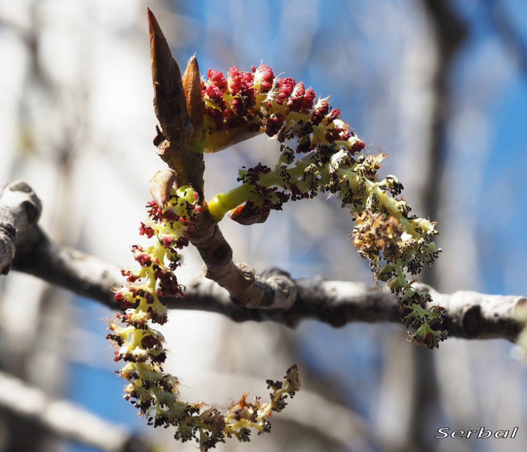 Populus nigra ( Chopo negro, Álamo negro) - Naturaleza Para Todos