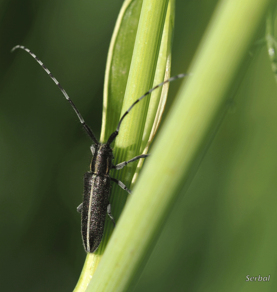 Agapanthia cardui-suturalis archivos - Naturaleza Para Todos