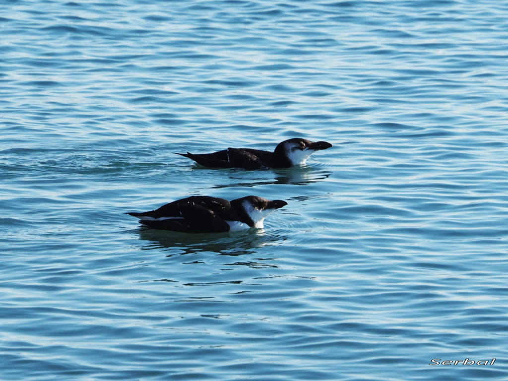 Alca torda (Alca común) - Naturaleza Para Todos