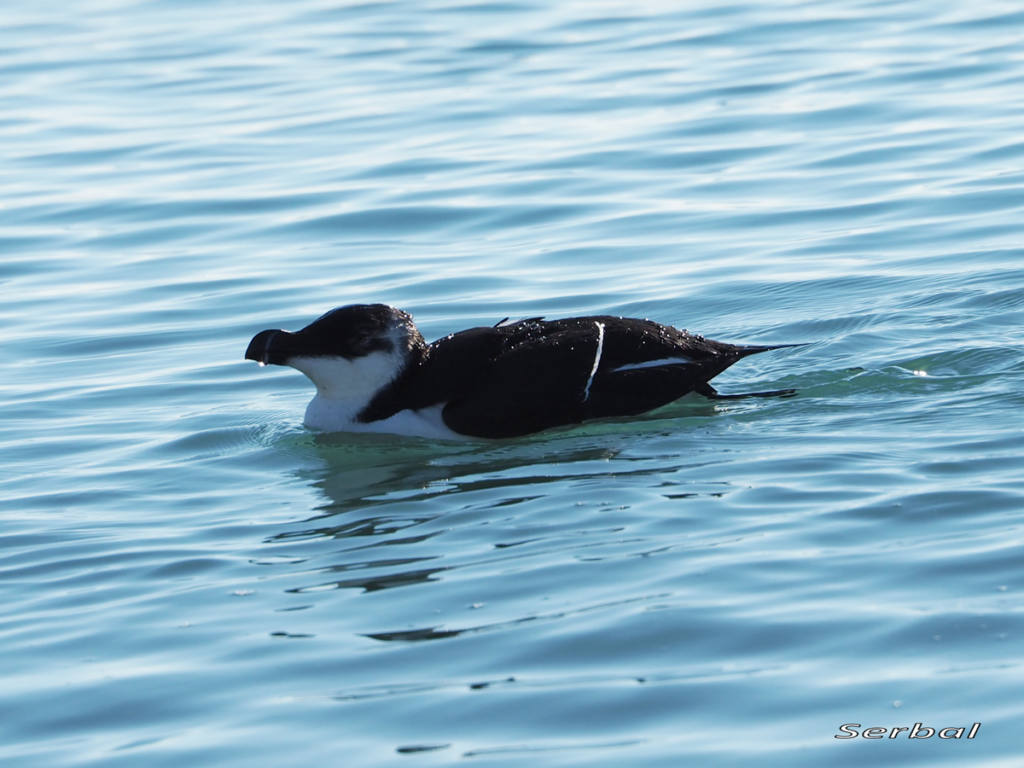 Alca torda (Alca común) - Naturaleza Para Todos
