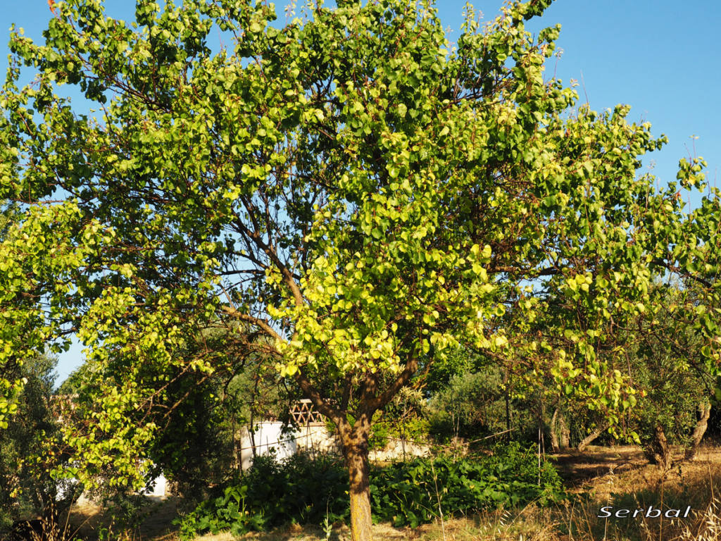 Prunus armeniaca (Albaricoque, Albaricoquero, Damasco) - Naturaleza ...