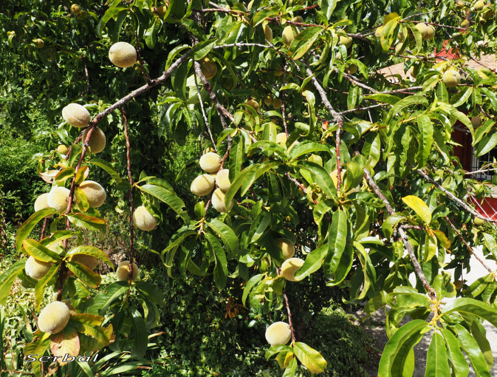 Prunus pérsica (Melocotonero o Durazno) - Naturaleza Para Todos