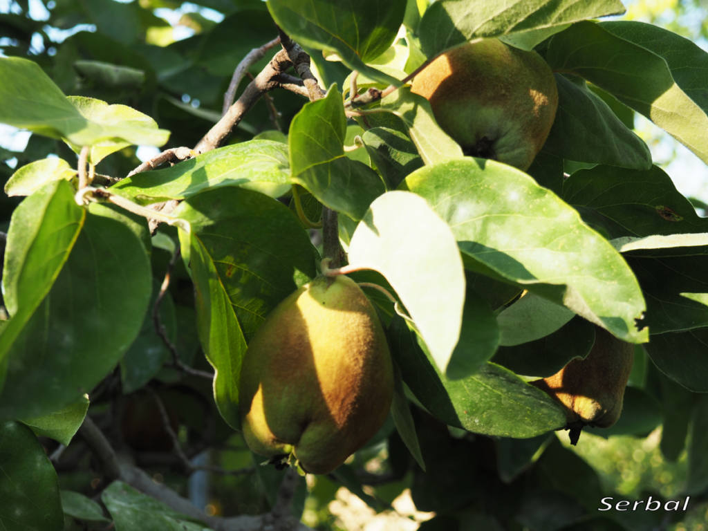 Cydonia oblonga ( Membrillo) - Naturaleza Para Todos