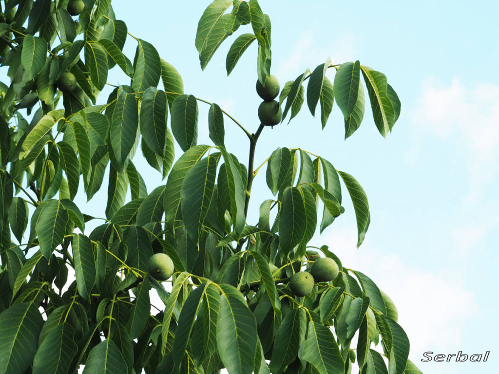 Juglans regia (Nogal común o europeo) | Naturaleza Para Todos