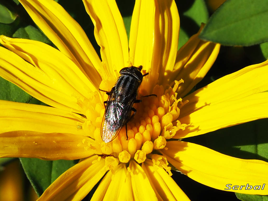 Stomorhina lunata - Naturaleza Para Todos