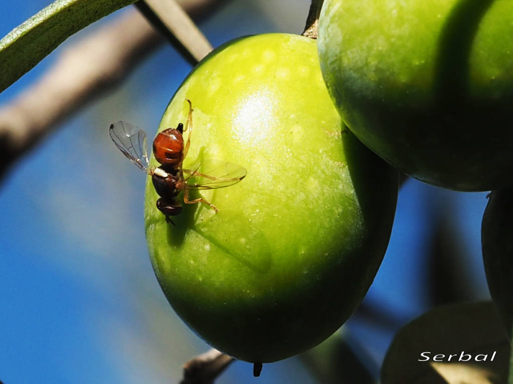 Bactrocera oleae (Mosca del olivo) - Naturaleza Para Todos
