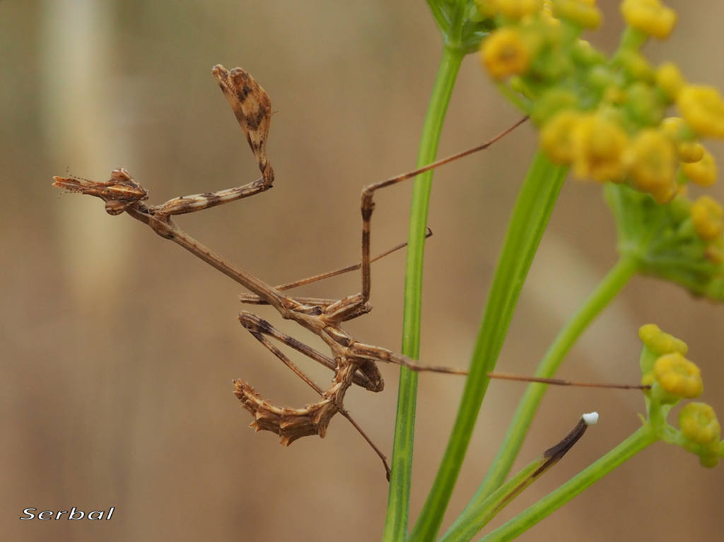 Empusa pennata (Mantis palo) - Naturaleza Para Todos
