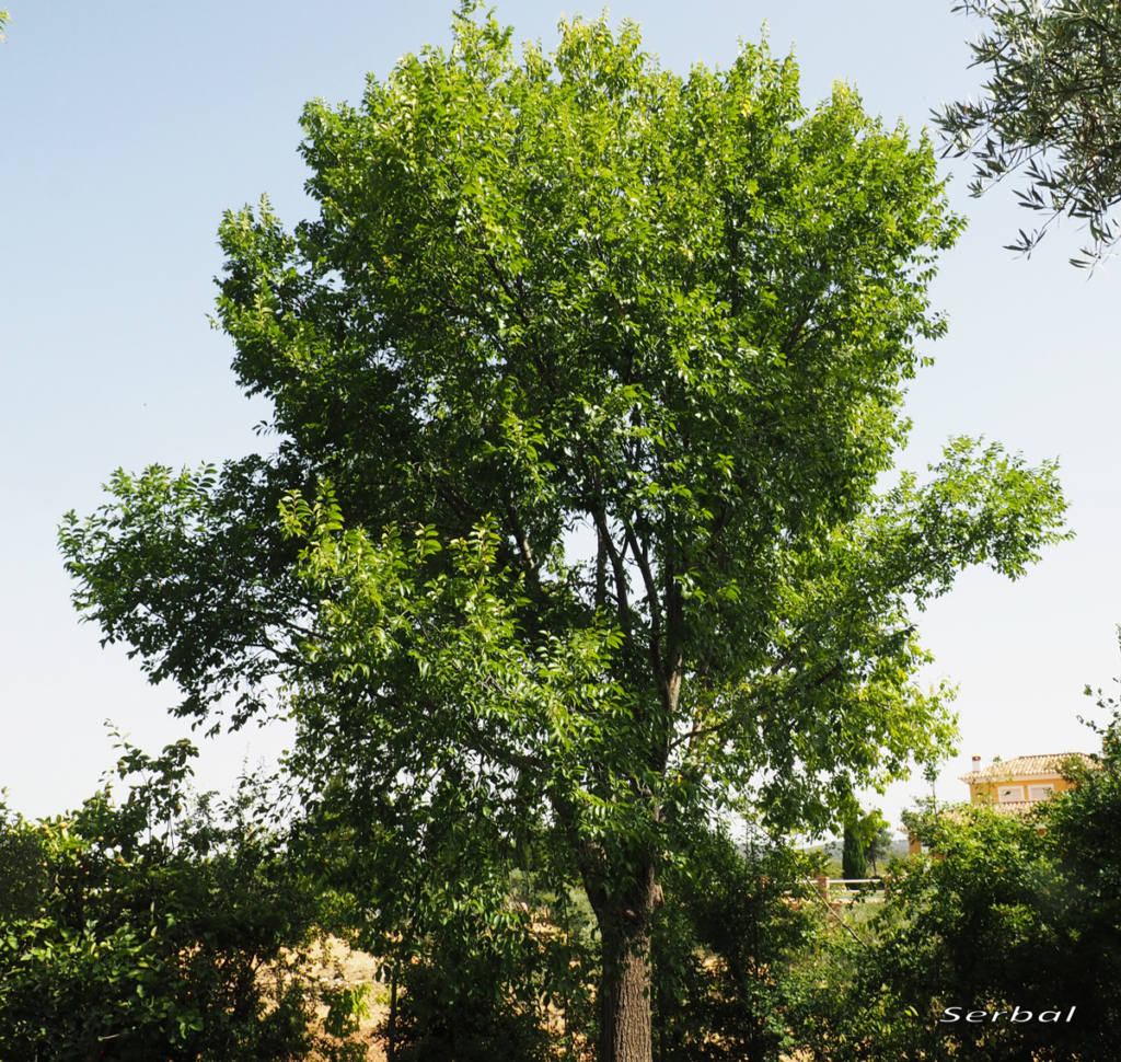 Ulmus minor (Olmo común) - Naturaleza Para Todos
