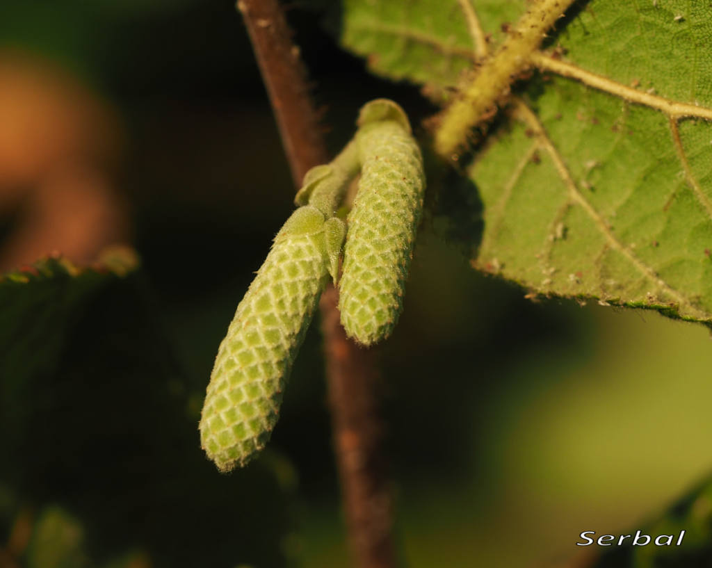 Corylus avellana (Avellano común) - Naturaleza Para Todos