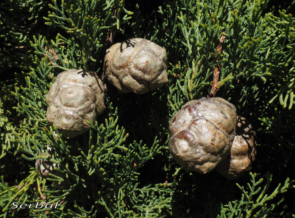 Cupressus sempervirens (Ciprés común, Ciprés mediterráneo) - Naturaleza ...