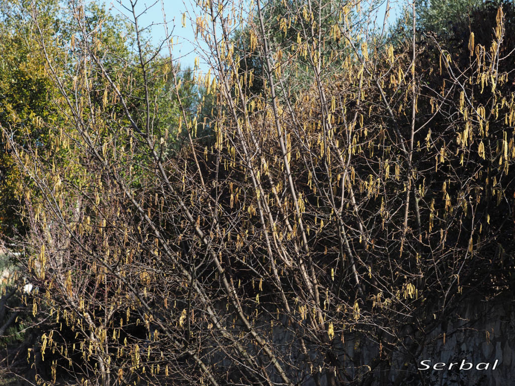 Corylus avellana (Avellano común) - Naturaleza Para Todos