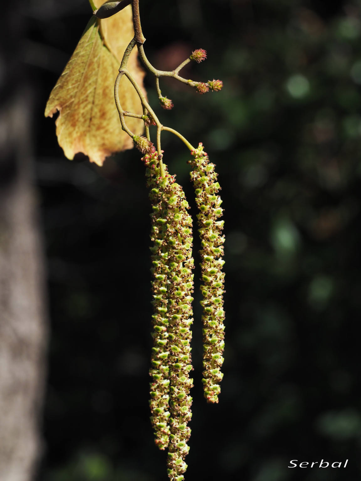 Alnus glutinosa (Aliso común, Alno) - Naturaleza Para Todos