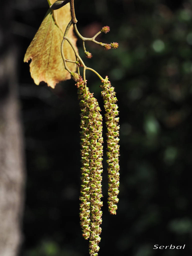 Alnus glutinosa (Aliso común, Alno) - Naturaleza Para Todos