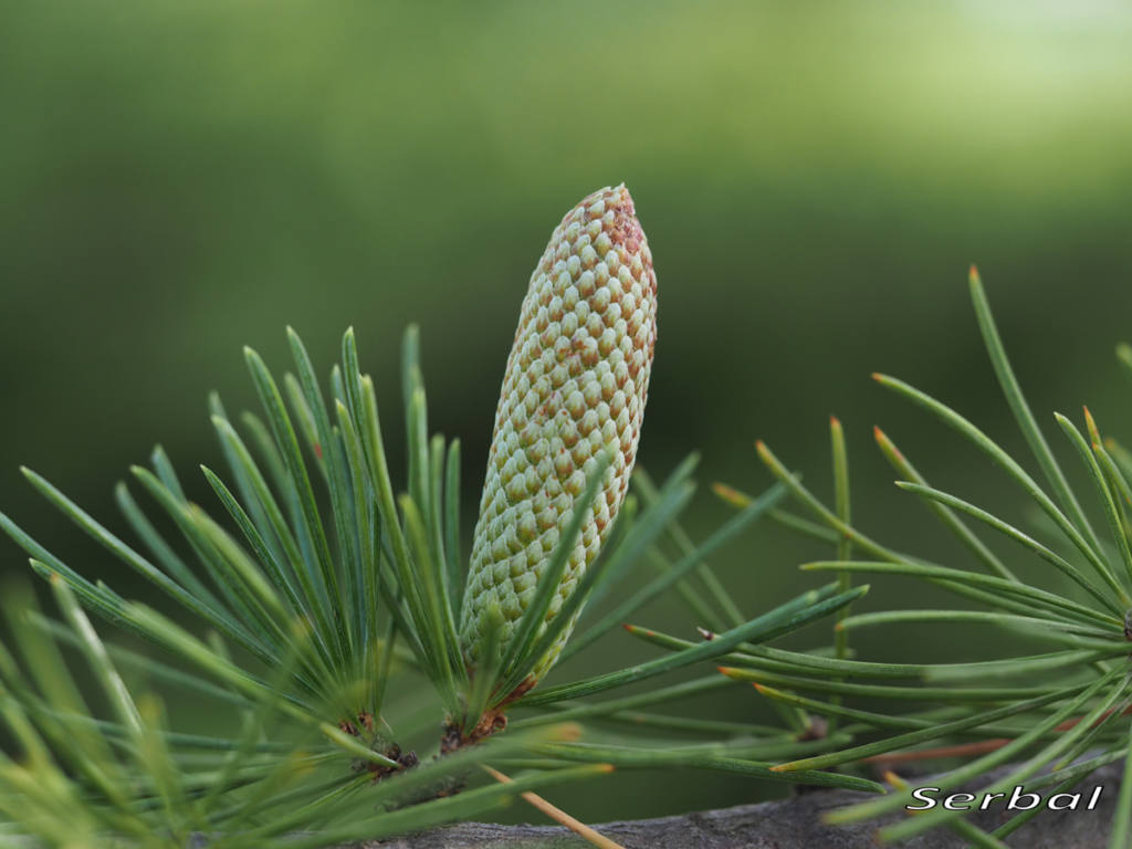 Cedrus atlantica (Cedro del Atlas) - Naturaleza Para Todos