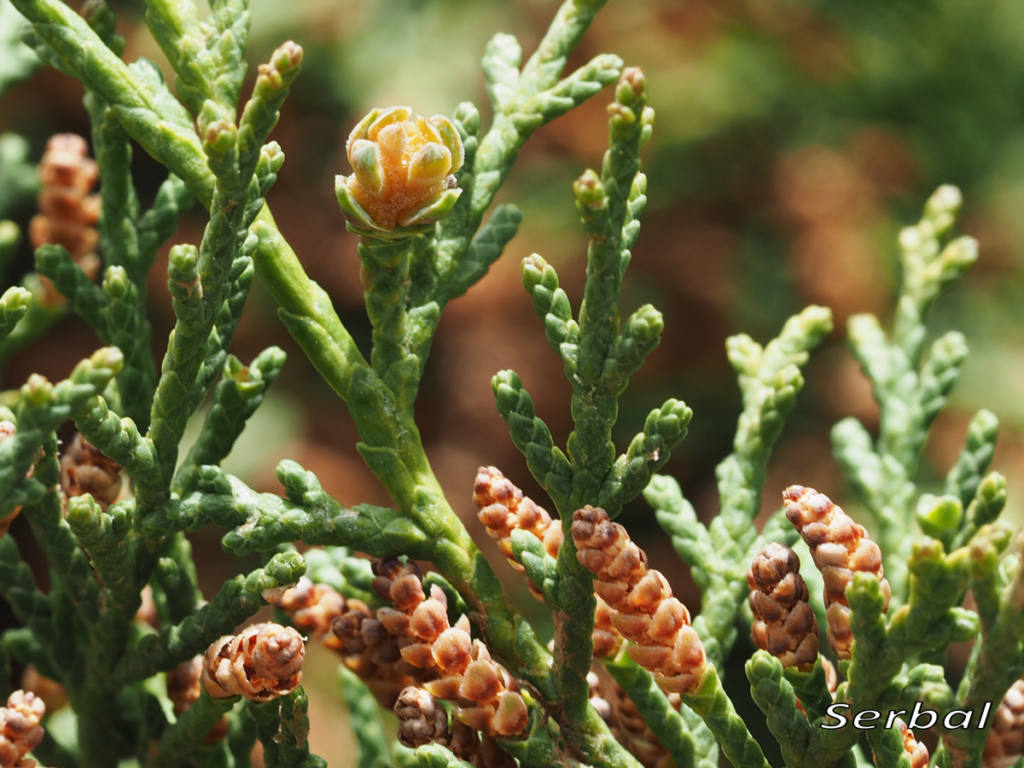 Cupressus sempervirens (Ciprés común, Ciprés mediterráneo) - Naturaleza ...