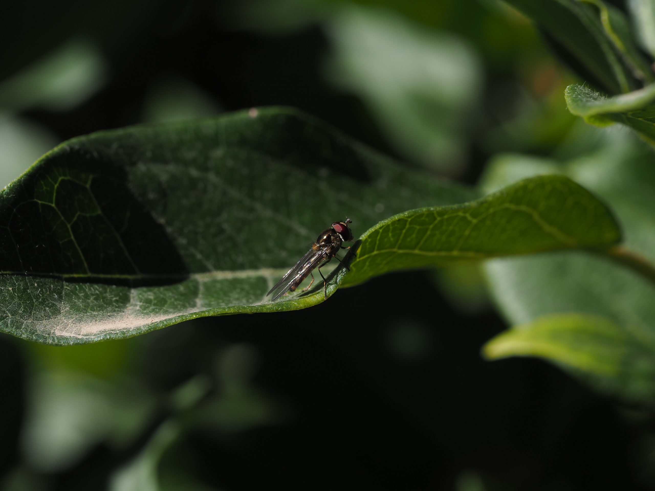 Meliscaeva auricollis - Naturaleza Para Todos