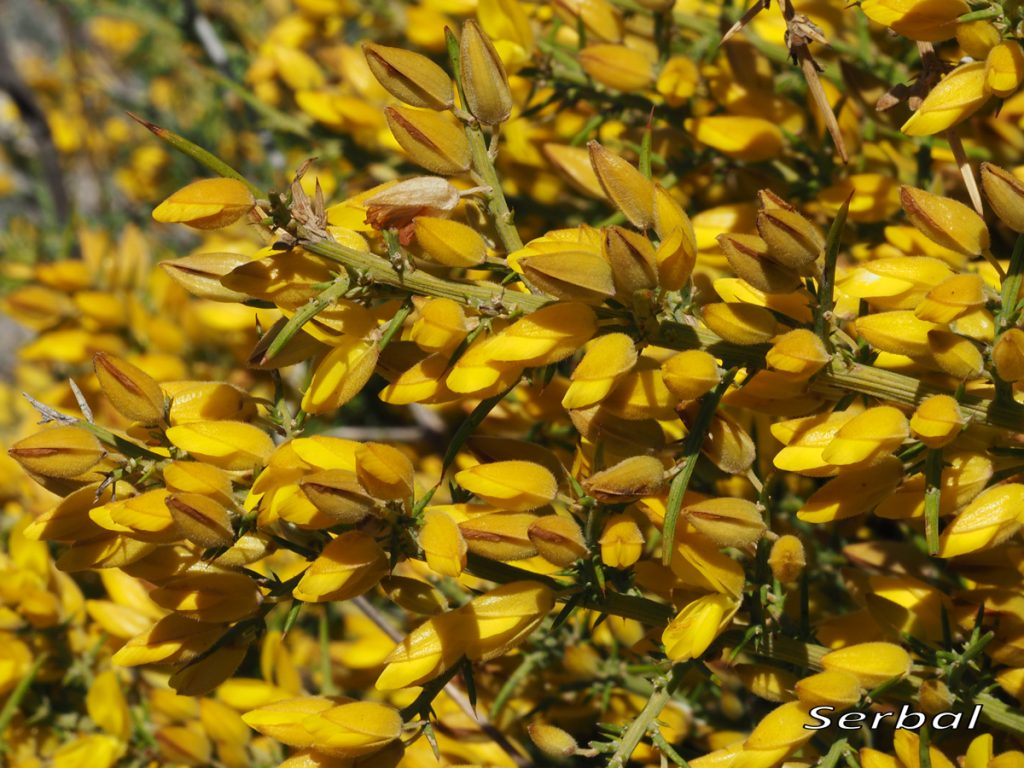 Ulex parviflorus ( Aulaga, Tojo) - Naturaleza Para Todos