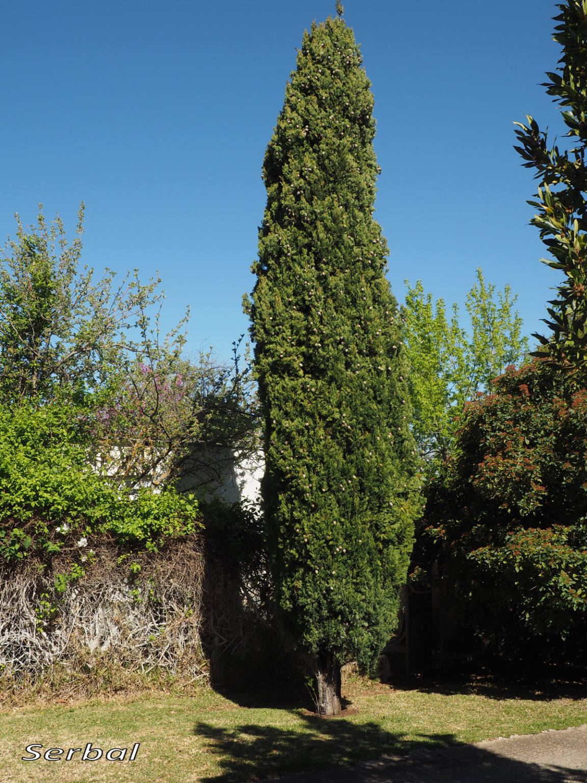 Cupressus sempervirens (Ciprés común, Ciprés mediterráneo) - Naturaleza ...