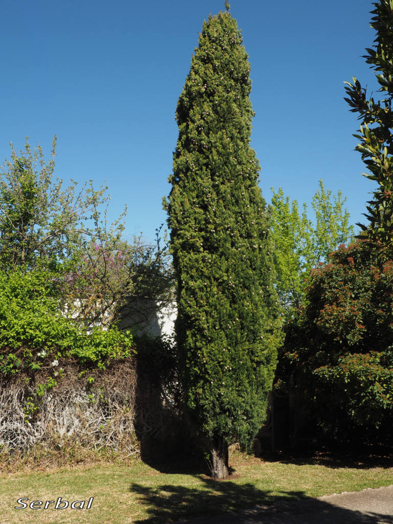 Cupressus sempervirens (Ciprés común, Ciprés mediterráneo) - Naturaleza ...