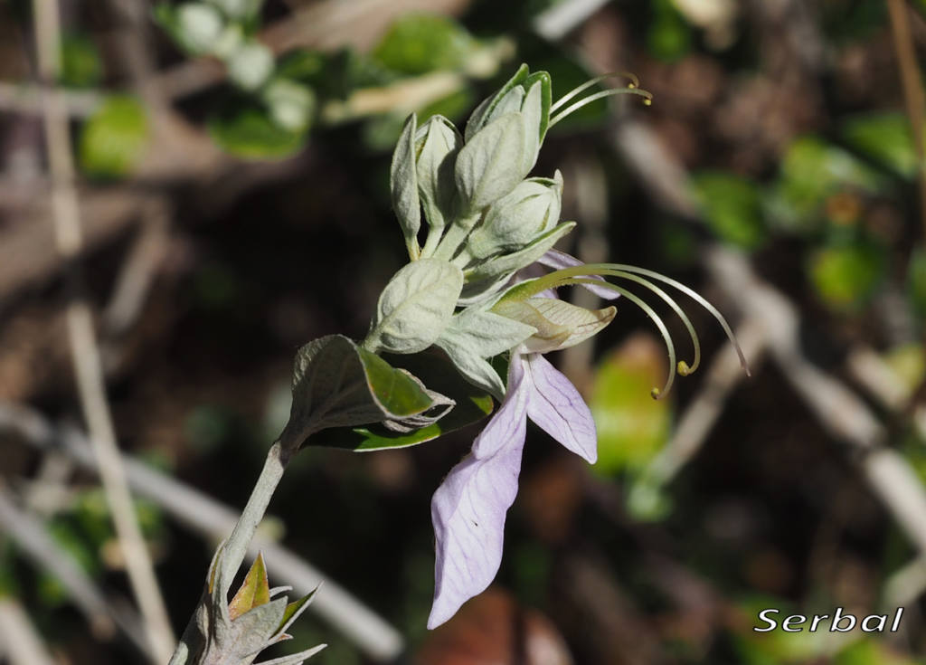 Teucrium fruticans (Olivilla, Teucrio) - Naturaleza Para Todos