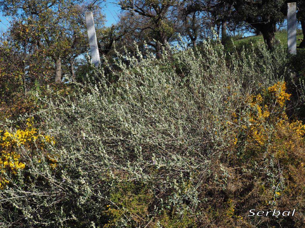 Teucrium fruticans (Olivilla, Teucrio) - Naturaleza Para Todos