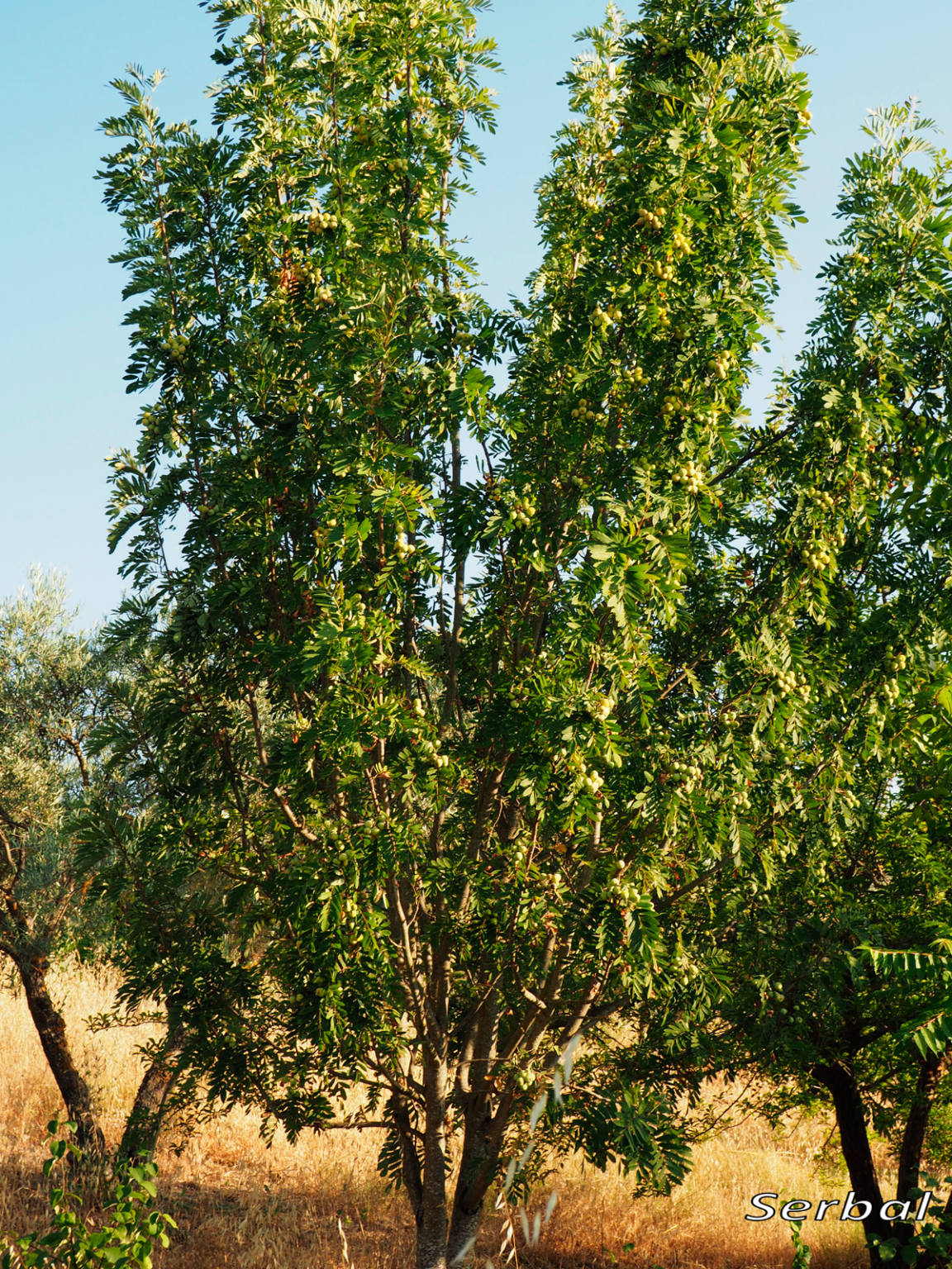 Sorbus domestica (Serbal doméstico, Serbal común, Azarolo) - Naturaleza ...
