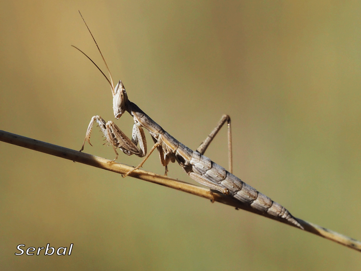 Apteromantis aptera - Naturaleza Para Todos