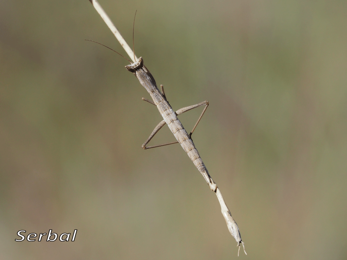Apteromantis aptera - Naturaleza Para Todos
