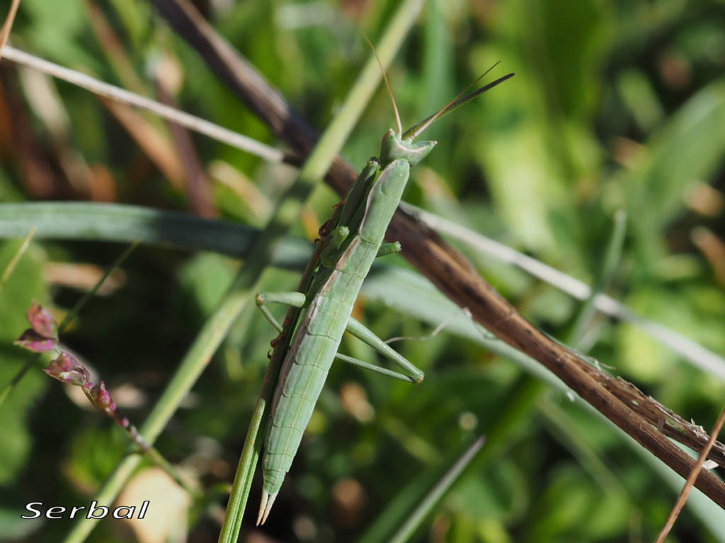 Apteromantis aptera - Naturaleza Para Todos