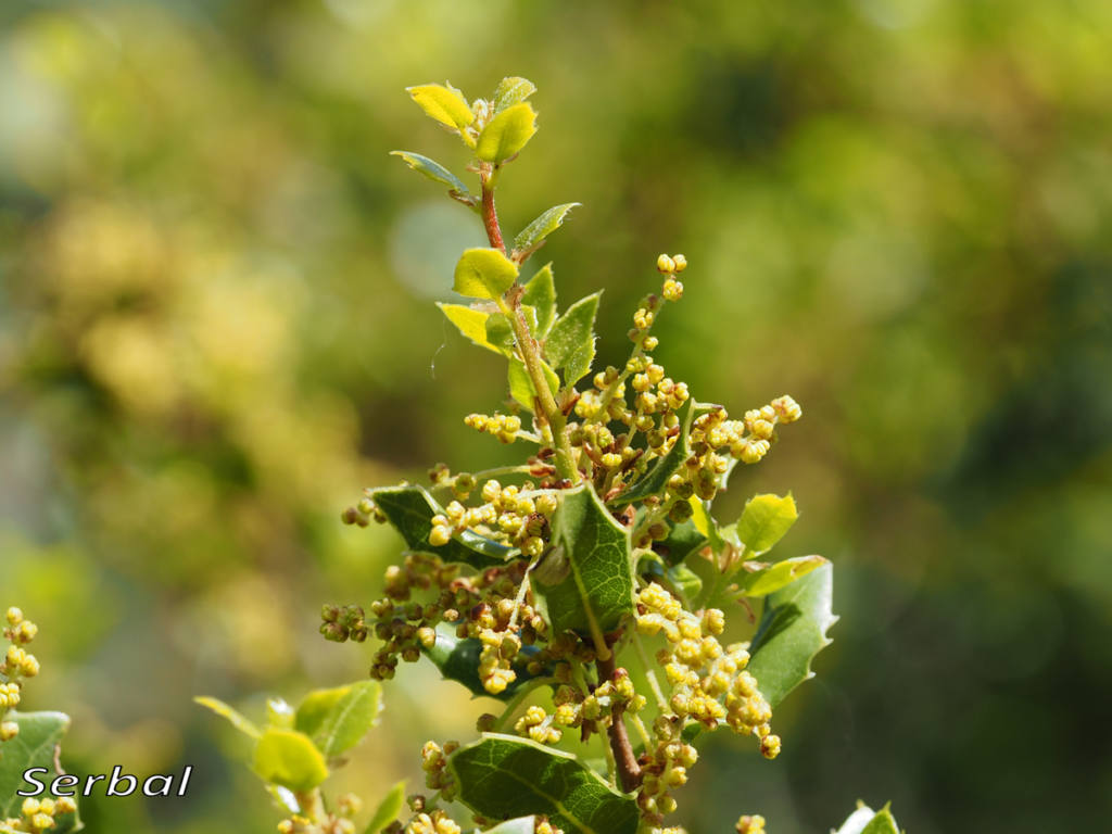 Quercus coccifera (Coscoja, carrasca) - Naturaleza Para Todos