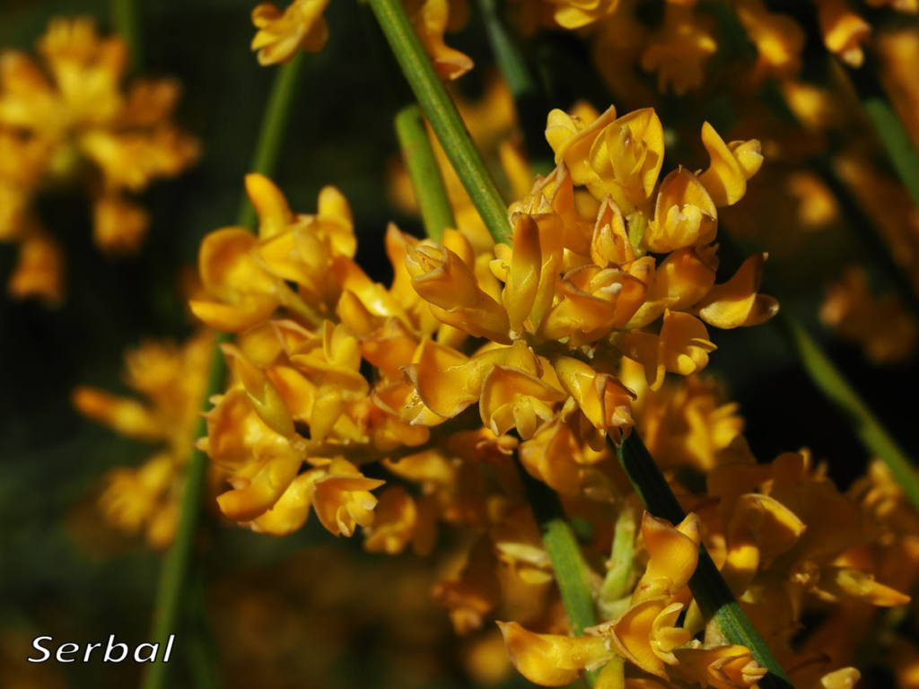 Retama sphaerocarpa (Retama amarilla, Retama común) - Naturaleza Para Todos