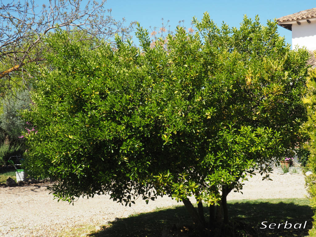 Euonymus japonica (Evónimo, Bonetero) - Naturaleza Para Todos