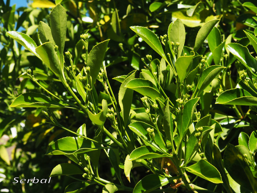 Euonymus japonica (Evónimo, Bonetero) - Naturaleza Para Todos