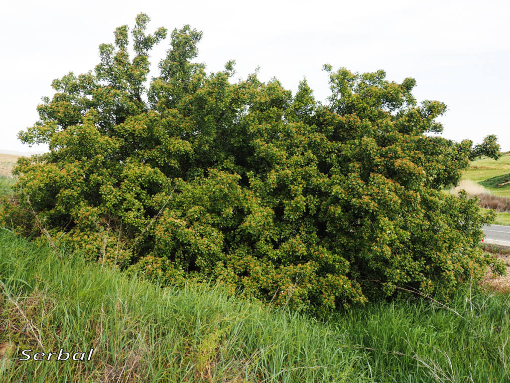 Crataegus azarolus (Acerolo, Azarolo) - Naturaleza Para Todos