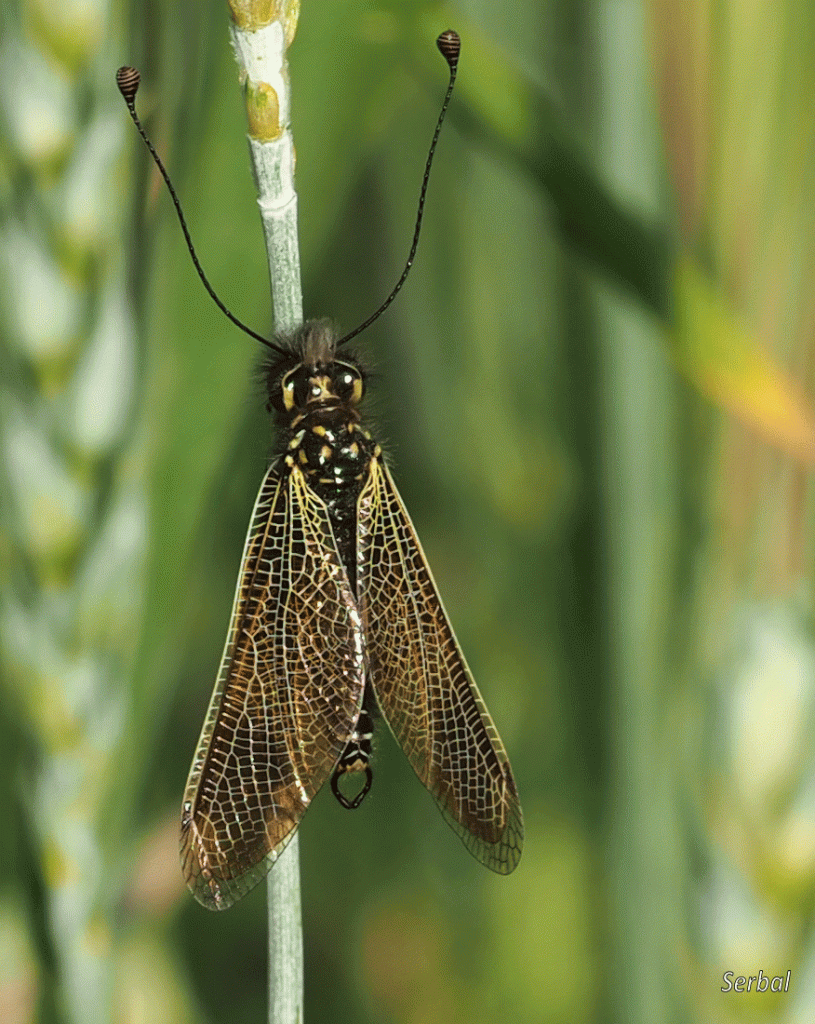 Neuroptera archivos - Naturaleza Para Todos