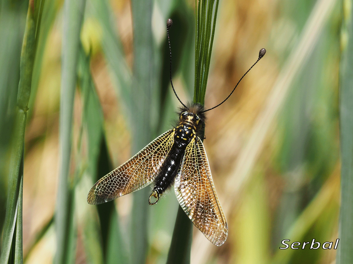 Libelloides ictericus – Naturaleza Para Todos