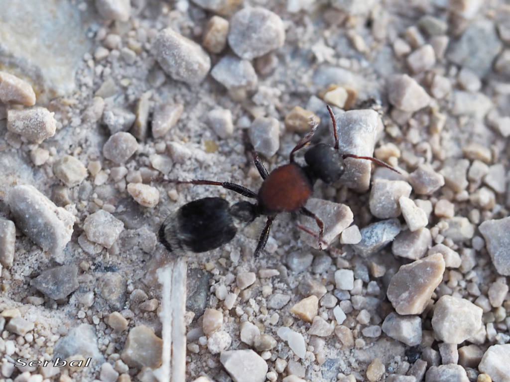 Mutillidae archivos - Naturaleza Para Todos