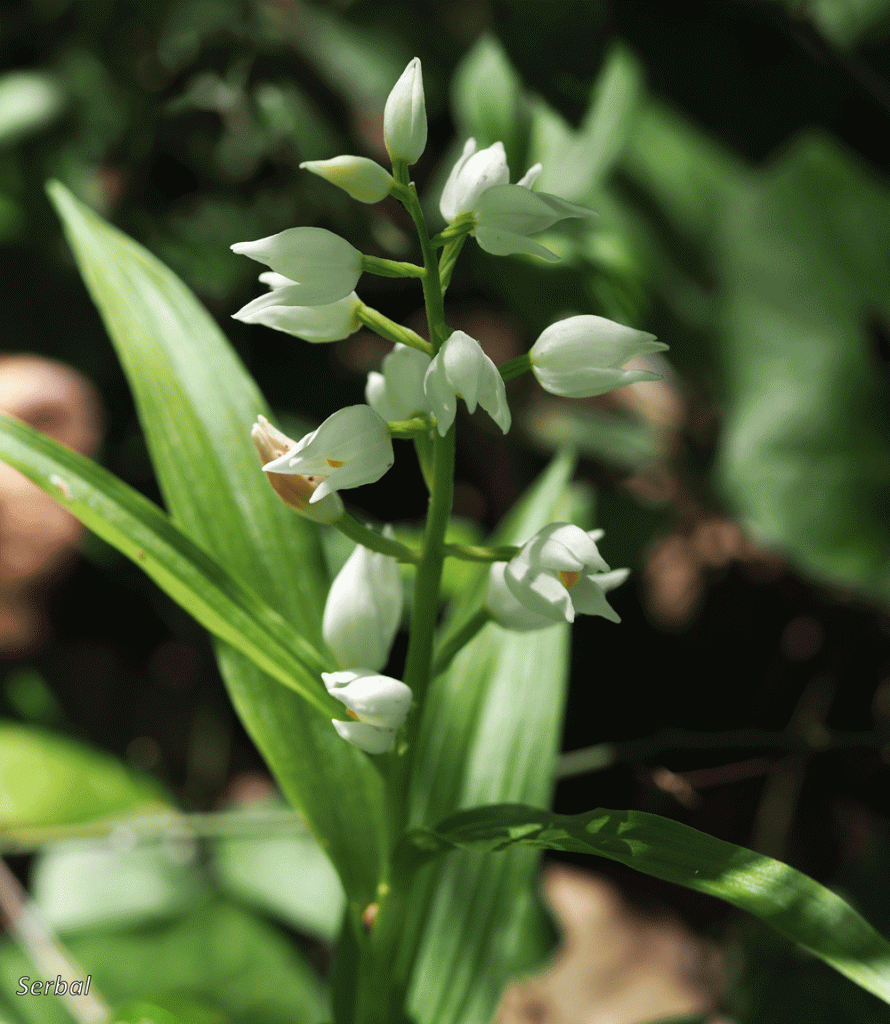 Cephalanthera longifolia archivos - Naturaleza Para Todos