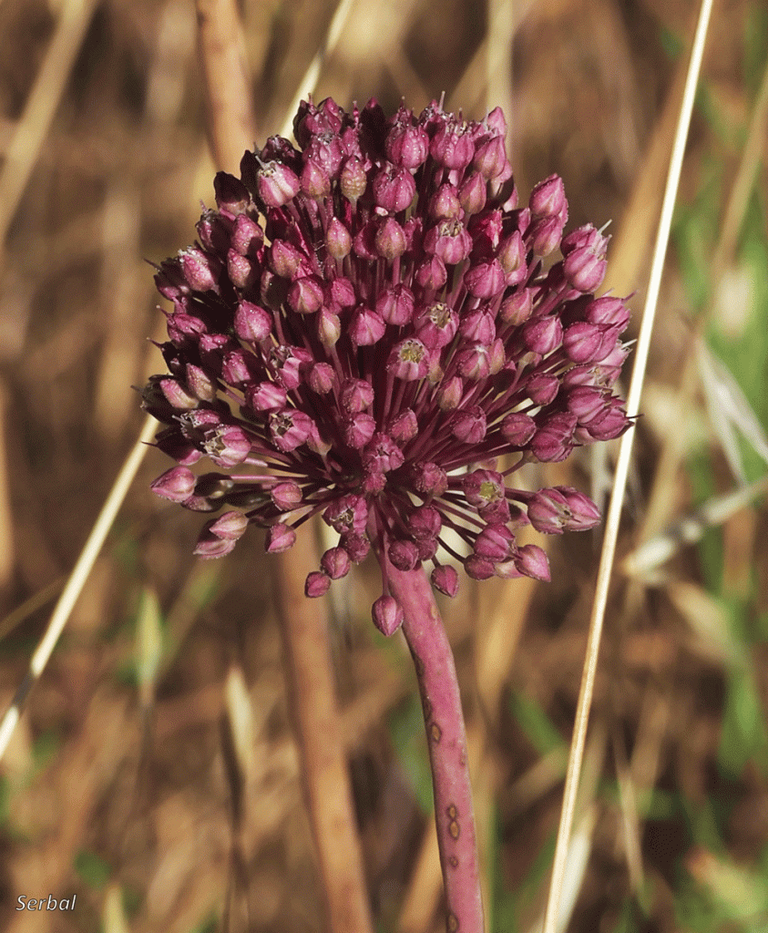 Allium sphaerocephalon sp. sphaerocephalon archivos - Naturaleza Para Todos
