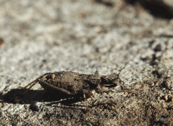Exopterygota archivos - Naturaleza Para Todos